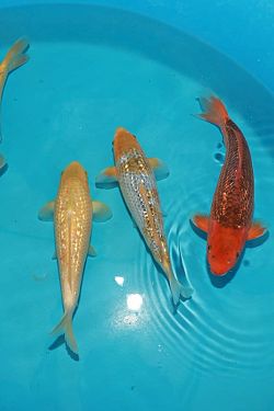 Golden Corn Koi Aanbod - De Koibar - Koi, Sfeer & Meer